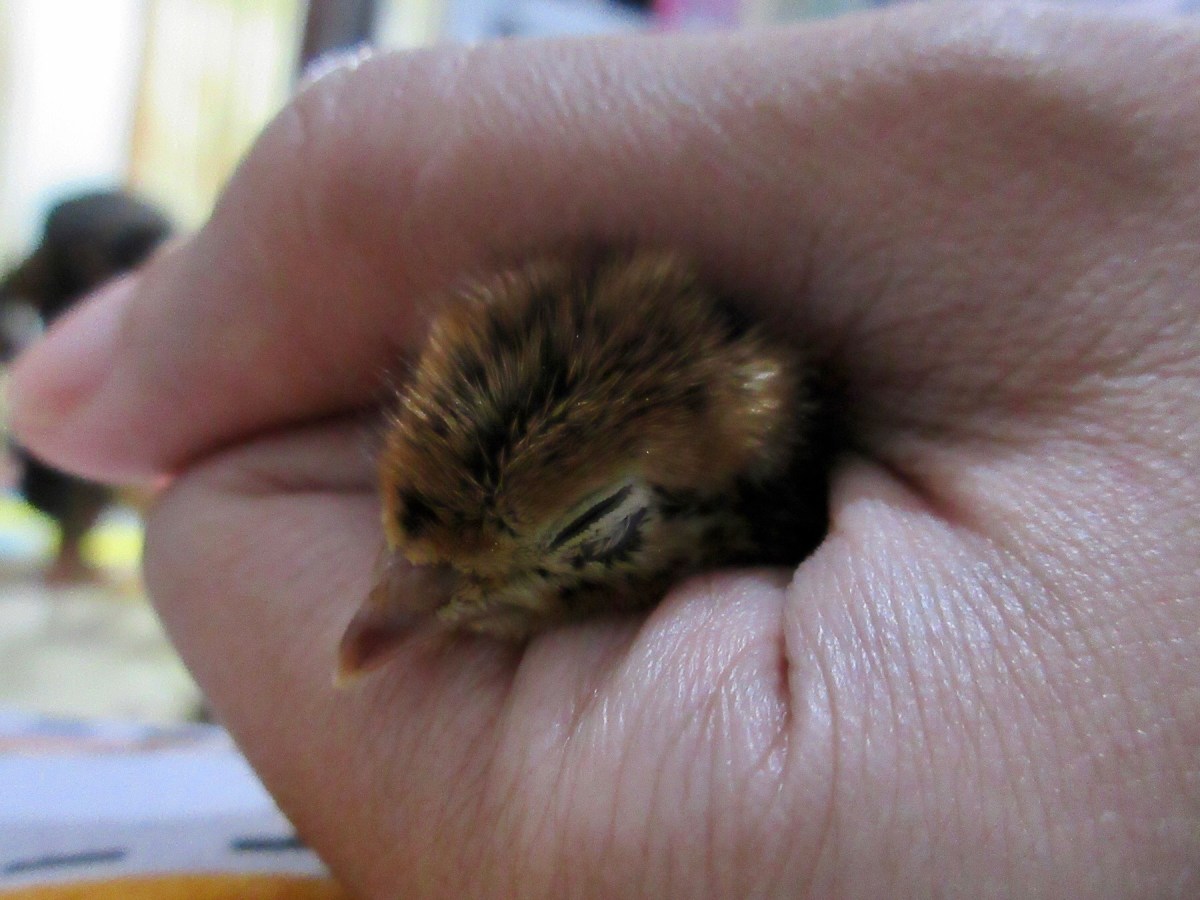 Kisah Burung Puyuh Yang Malang – Jnynita.com